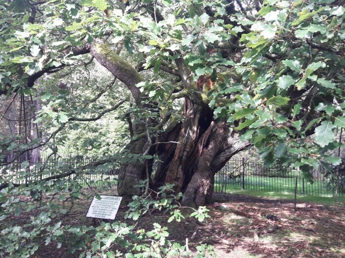 Will Allerton Oak win best tree accolade? - JMU Article